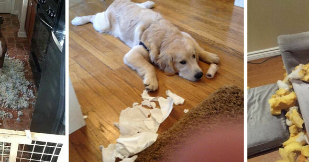 Döm Inte Hunden Efter Håren Men I De Här Fallen Ska Du Nog Göra Det